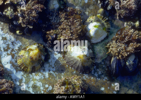 Limpets, Patella rustica Stock Photo - Alamy