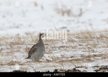 Sharp tailed Grouse in scenic Saskatchewan Canada Stock Photo - Alamy