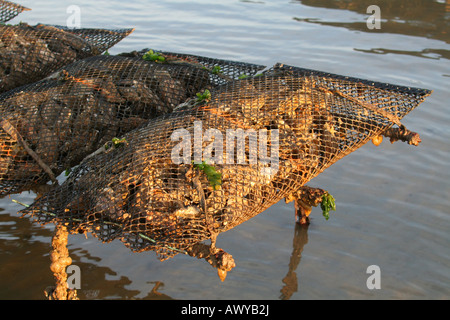 Oysters growing in rope mesh bags "pillow cases" on an oyster park in ...