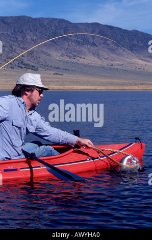 spin fishing man landing fish Lahonton Cutthroat Trout in net ...