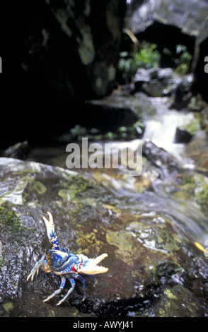 Lamington Spiny Crayfish (Euastacus sulcatus) in defensive posture ...