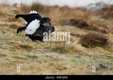 Black Grouse (Tetrao tetrixon) lek Corrimony RSPB reserve Stock Photo ...