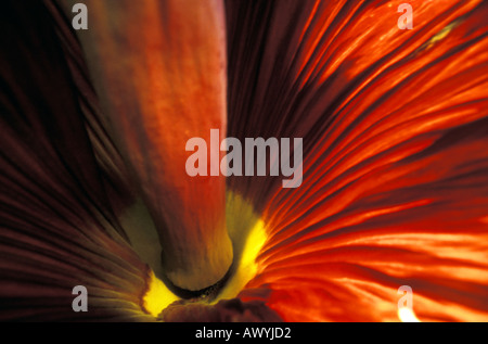 Inside the gigantic rotten meat smelling flower of the Titan arum ...
