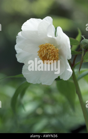 Paeonia emodi Himalayan peony – single white bowl-shaped flowers and ...