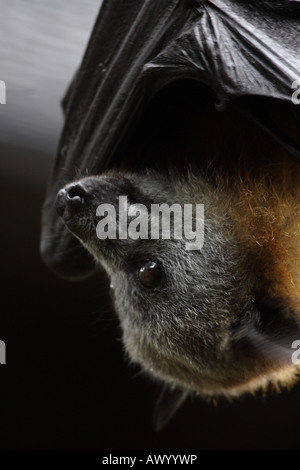 The grey-headed flying fox (Pteropus poliocephalus) is a megabat and ...