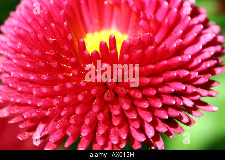 Rob Roy - red Bellis perennis Stock Photo - Alamy