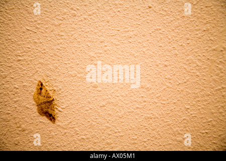 Moth On The Wall Stock Photo - Alamy