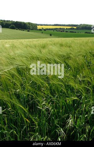 Barley, Worcestershire, England, United Kingdom, Europe Stock Photo - Alamy