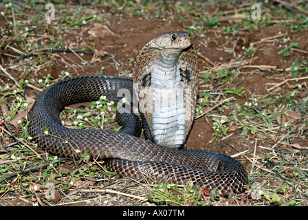 Indian Cobra / Spectacled Cobra (Naja naja Stock Photo - Alamy