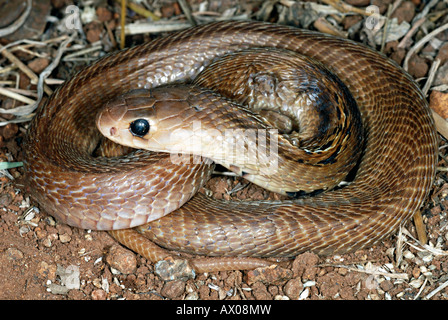 Indian snake Spectacled Cobra Naja Naja hood open rear back rearview ...
