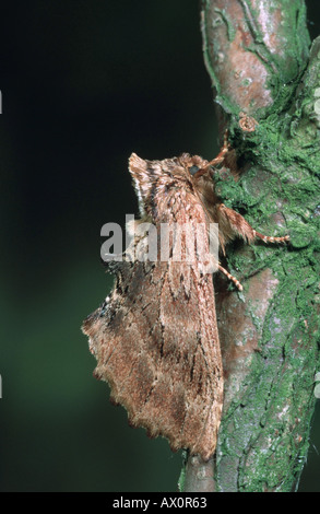 Coxcomb Prominent (Ptilodon capucina Stock Photo - Alamy
