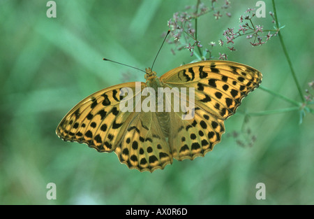 Silver-washed Fritillary (Argynnis paphia) posed open wings on a ...
