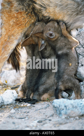 black-backed jackal mother and offspring in african savannah, grassland ...