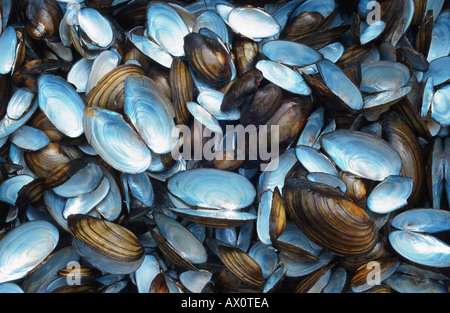 pond mussel, floater (Anodonta spec.), two pond mussels next to each ...