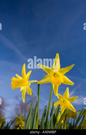 Bright Daffodils Bloom Under the Spring Sun in a Serene Garden Setting ...