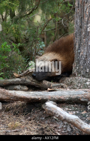 Wolverine leaning against a tree Stock Photo - Alamy