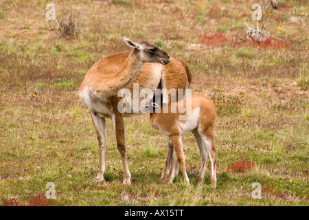 Female guanaco (Lama guanicoe) and her offspring ("chulengo"), Torres ...