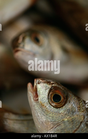 Fish head close up Stock Photo - Alamy
