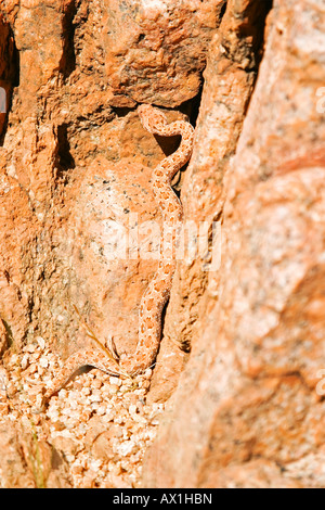 Snake - Genus (Cerastes), Tiras Mountain, Namibia, Africa Stock Photo ...