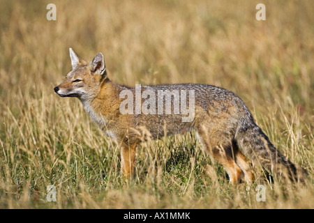 Chilla or Grey Zorro or South American Grey Fox (Pseudalopex griseus ...