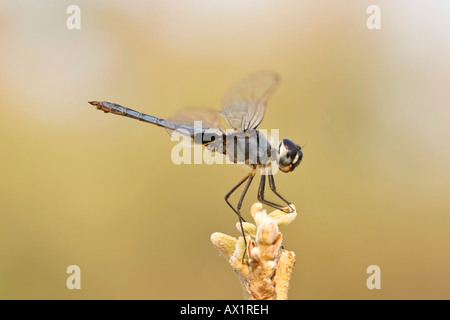Navy Dropwing Dragonfly (Trithemis furva) On A Riverside Rock Stock ...
