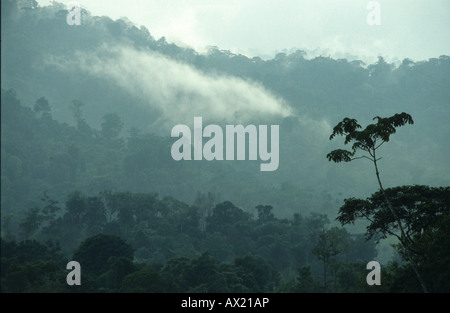 Costa Rica rainforest forest wood jungle waterfall rock cliff ferns ...