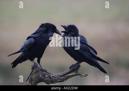 Courting ravens (Corvus corax), mating behavior Stock Photo - Alamy