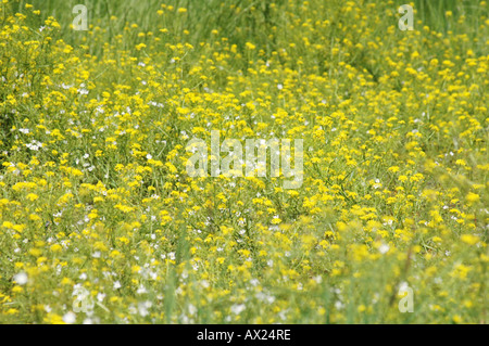 Pingo trail at Stow Bedon Thompson Norfolk UK Stock Photo - Alamy