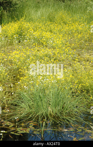 Pingo trail at Stow Bedon Thompson Norfolk UK Stock Photo - Alamy