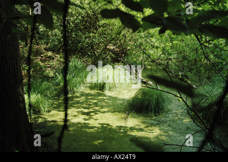 Pingo trail at Stow Bedon Thompson Norfolk UK Stock Photo - Alamy