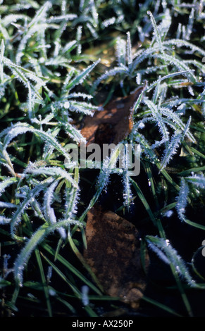 Grass under ice Stock Photo - Alamy