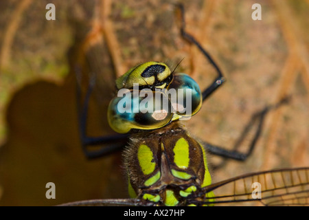 Common Hawker or Sedge Darner (Aeshna juncea Stock Photo - Alamy