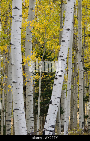 A stand of Aspen trees with their leaves in beautiful fall colors in ...
