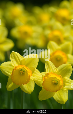 Short Cupped Daffodil Stock Photo - Alamy