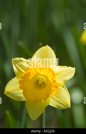 short cupped daffodil Stock Photo - Alamy