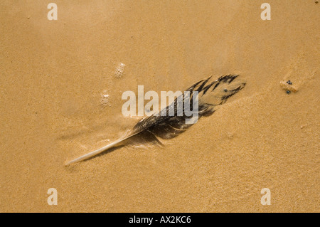 Feather on the sandy beach Punta Cormorant Floreana Galapagos Islands ...