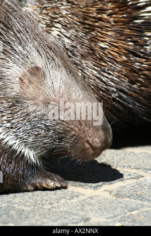 Two Indian crested porcupines / Indian porcupine (Hystrix indica ...