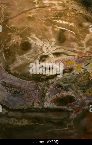 Petrified wood close-up Stock Photo - Alamy