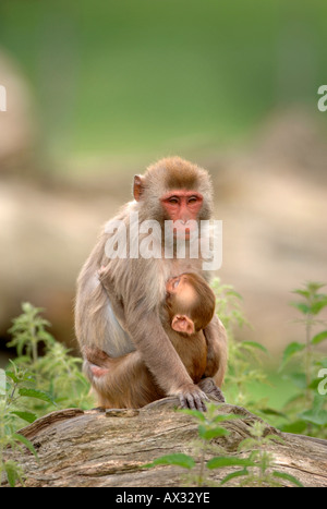 Female tourist observing monkeys in the Nyungwe Forest, Nyungwe ...