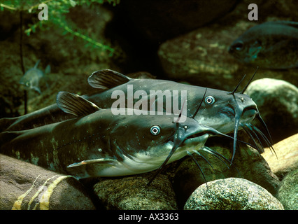 Brown Bullhead Catfish (Ameiurus nebulosus) in a transparent water ...