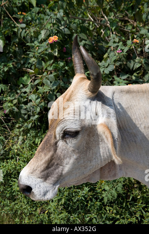Close up of an ox, Western Ghats, Kerala, India Stock Photo - Alamy