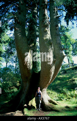 Giant Fir Tree, Ardkinglas Woodland Garden, Argyle, Scotland Stock ...