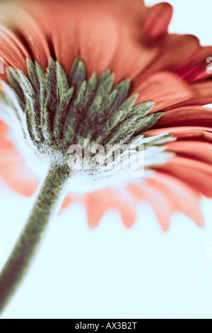 Underside of a Gerbera flower Stock Photo - Alamy