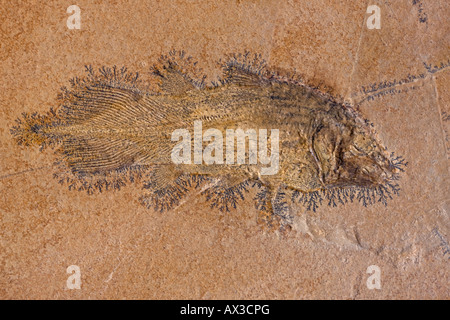 Prehistoric Coelacanth fish, South Africa Stock Photo - Alamy
