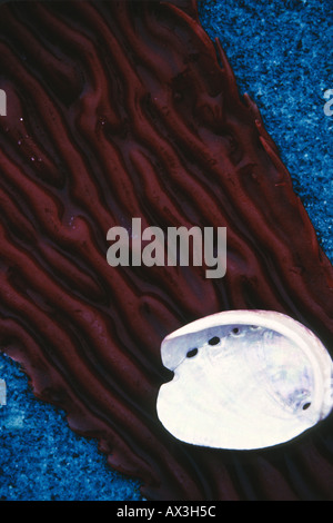 Pink Abalone Shell Haliotis corrugata San Benito Island Baja California ...