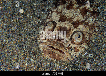 Reticulate Stargazer Uranoscopus sp waiting for prey in Puerto Galera ...