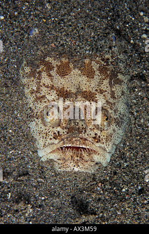 Reticulate Stargazer Uranoscopus sp Stock Photo - Alamy