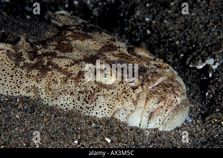 Reticulate Stargazer Uranoscopus sp waiting for prey in Puerto Galera ...