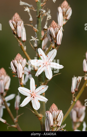 blooms of asphodel Asphodelus sp Madeira Stock Photo - Alamy