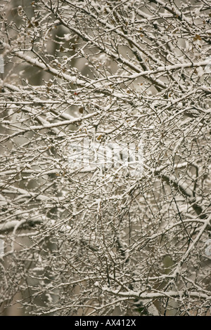 Tree branches covered with snow in the winter garden Stock Photo - Alamy